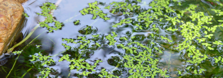 5 Preventative Measures for Aquatic Vegetation Control