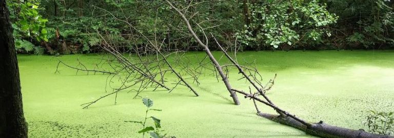 How to Remove Duckweed from A Pond: 5 Tips from the Pros