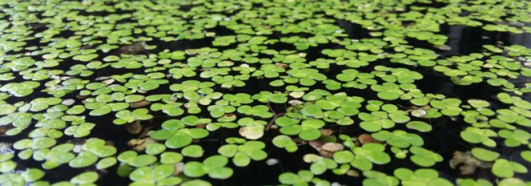 How to Remove Duckweed from A Pond: 5 Tips from the Pros
