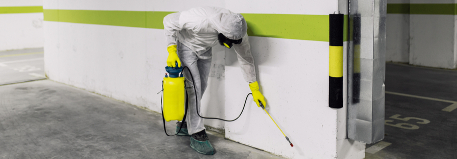 Proactive vs. Reactive Pest Control | Coastal Spray