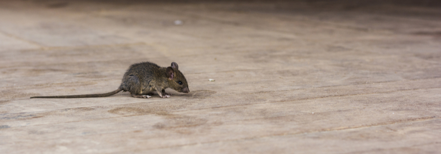 5 Common Winter Pest Problems (and What You Can Do About Them)