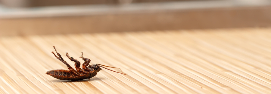 5 Common Winter Pest Problems (and What You Can Do About Them)