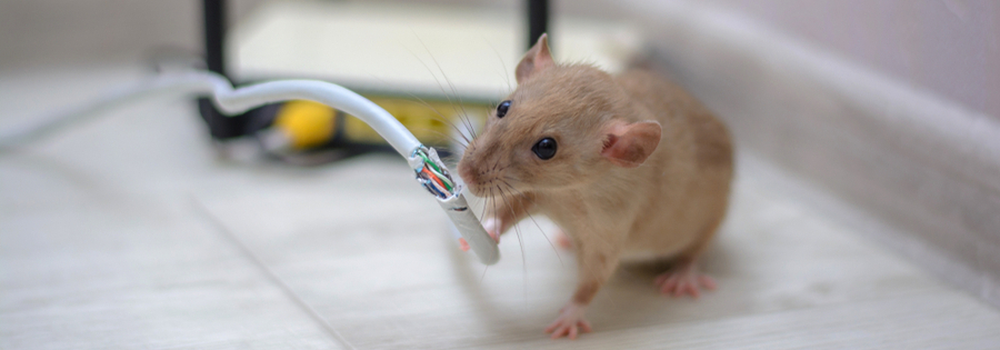 Top 5 Benefits of Warehouse Pest Control - Coastal Spray