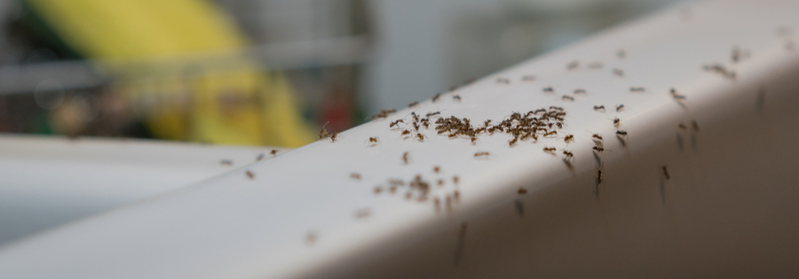 Preparing Your Business for Spring Pests | Coastal Spray