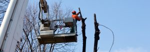 The Ultimate Guide to Crane-Assisted Tree Removal - Coastal Spray