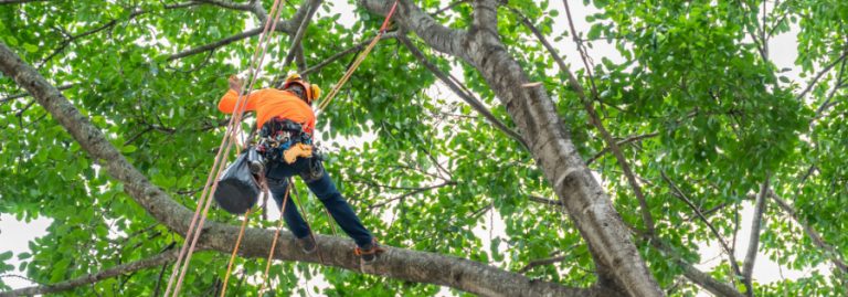5 Reasons to Hire a Commercial Tree Pruning Company - Coastal Spray