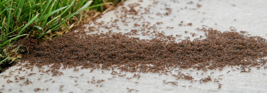 Top Summer Pest Control Tips to Keep Bugs from Taking Over Top Summer Pest Control Tips to Keep Bugs from Taking Over
