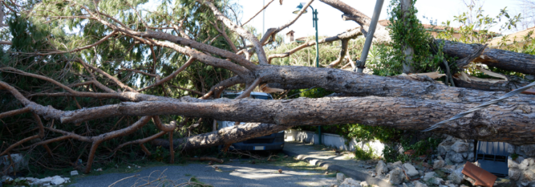 Tree Preparation Tips for Hurricane Season - Coastal Spray